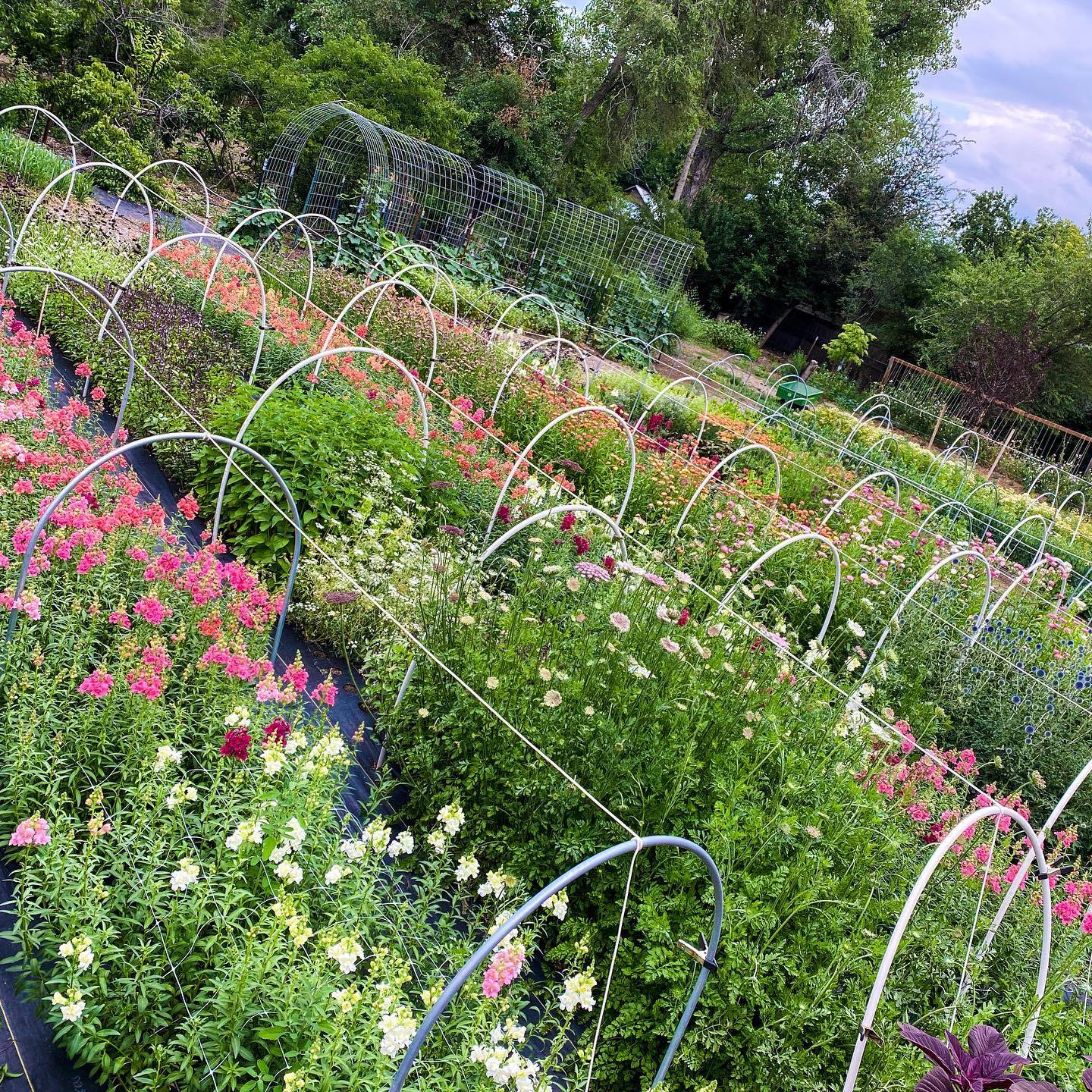 Check Out These Local Colorado Flower Farms - Farm Bureau Insurance