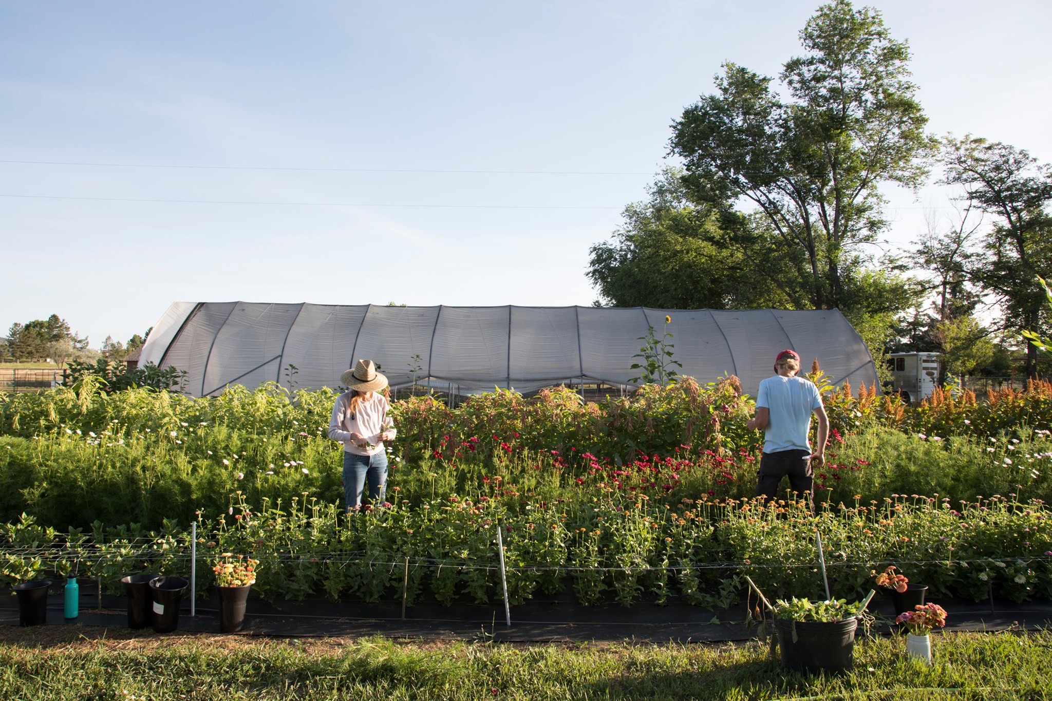 Check Out These Local Colorado Flower Farms - Farm Bureau Insurance