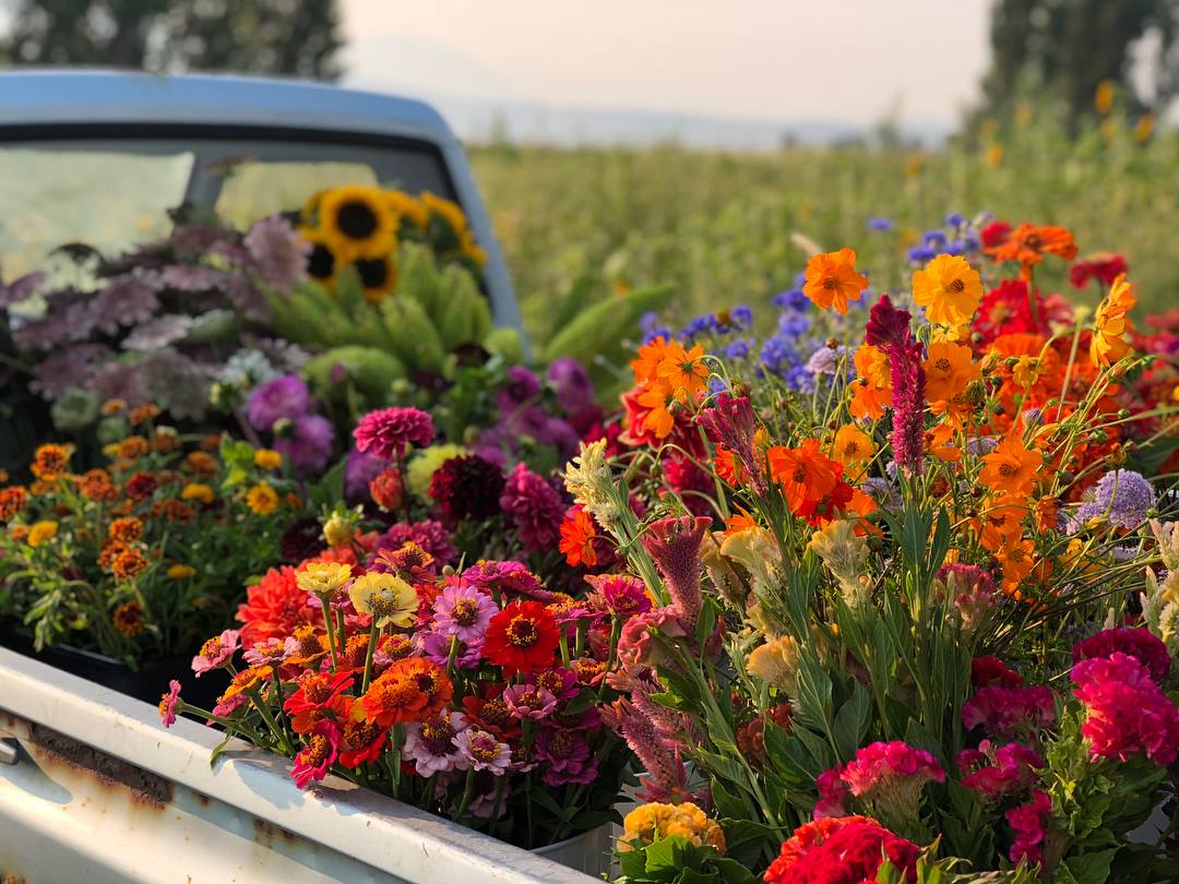 Check Out These Local Colorado Flower Farms - Farm Bureau Insurance