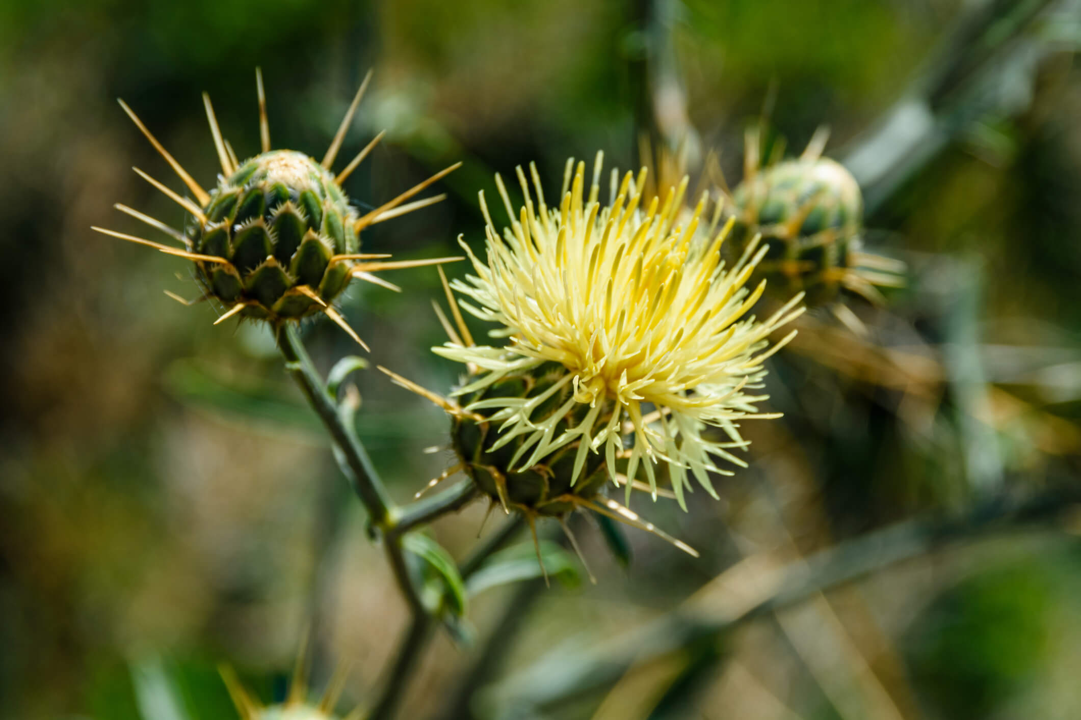 Invasive Plants in Colorado Landscaping | Farm Bureau® Insurance